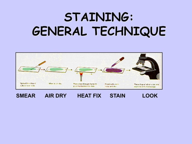 Types of staining techniques in microbiology | PPT