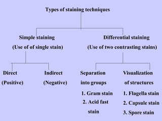 Stains - -staining.pptx