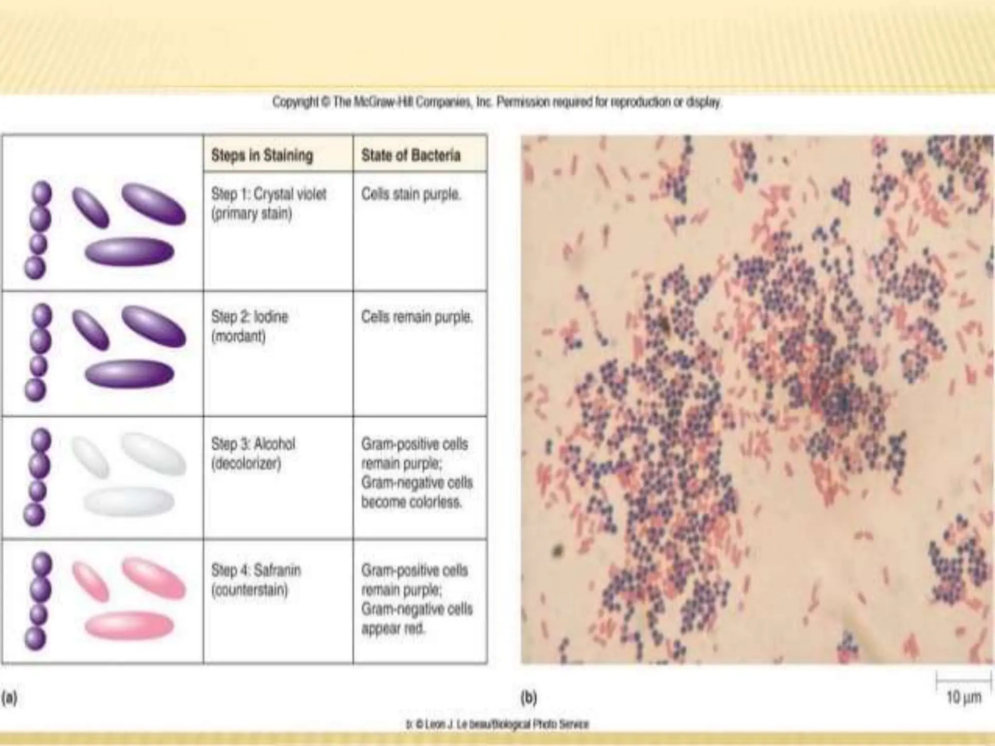 STAINSStains and dyes are frequently used in histology, in cytology ...