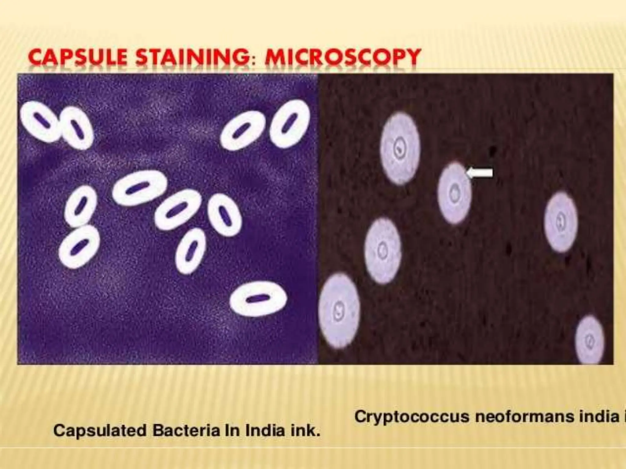 STAINSStains and dyes are frequently used in histology, in cytology ...