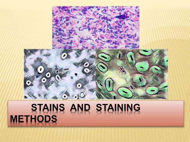 STAINSStains and dyes are frequently used in histology, in cytology ...