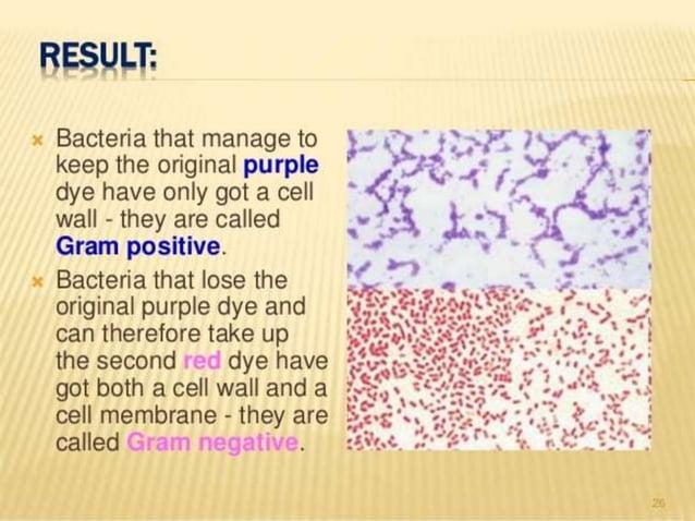 STAINSStains and dyes are frequently used in histology, in cytology ...