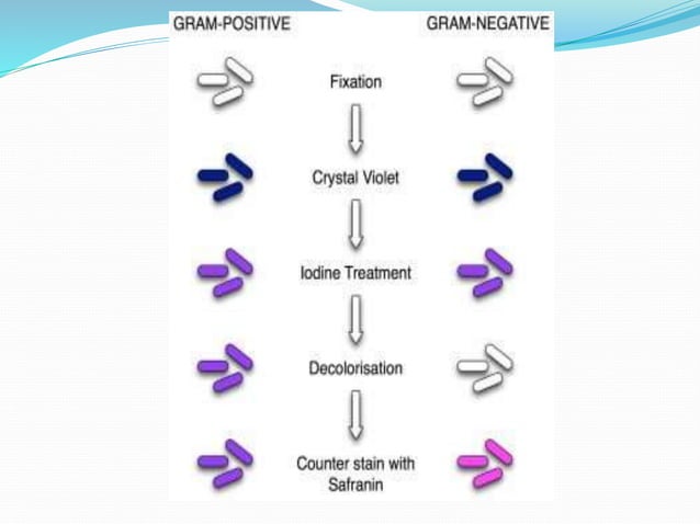 Stains and staining techniques | PPTX | Chemistry | Science
