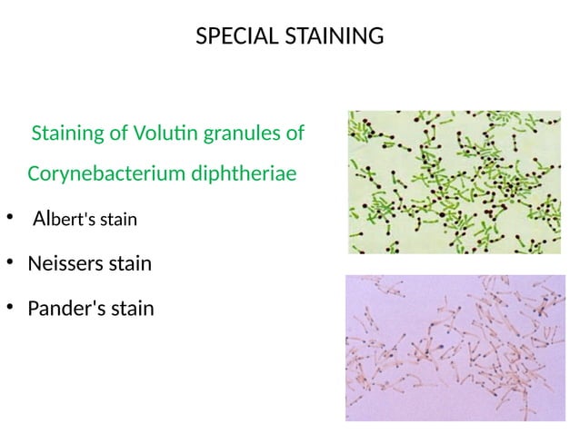 Module STAINS IN BACTRIOLOGY - Copy.pptx