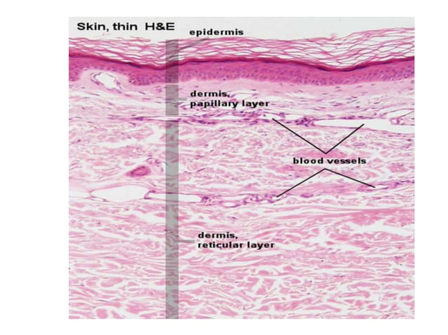 stains in dermatology.pptx