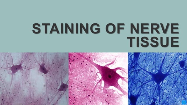 stains of nervous tissues.pptx