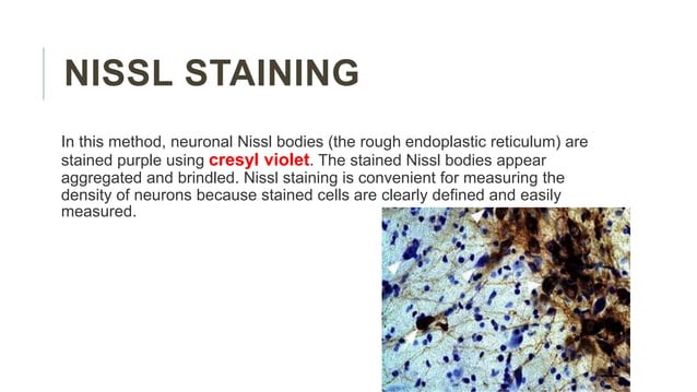 stains of nervous tissues.pptx