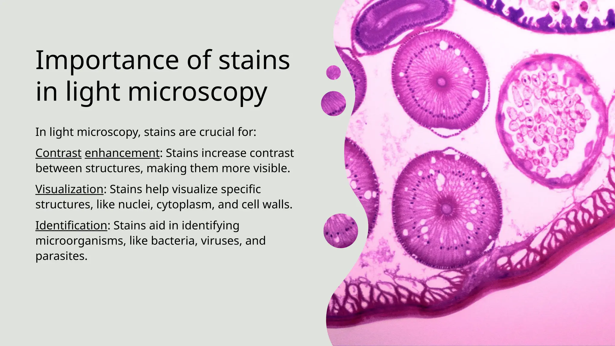 stains used in light microscopy (4).pptx
