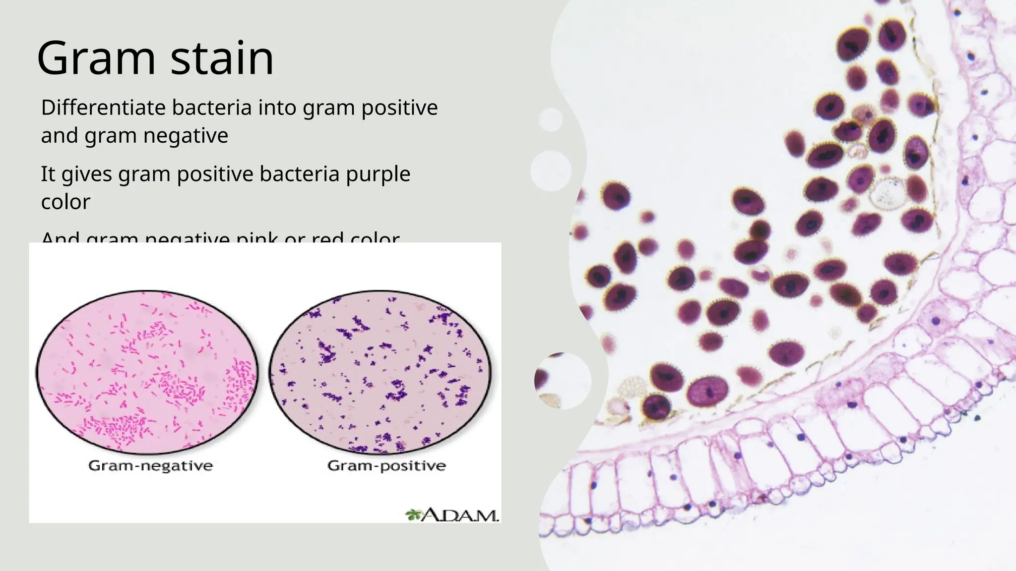 stains used in light microscopy (4).pptx