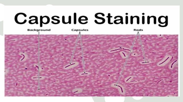 stains used in light microscopy (4).pptx