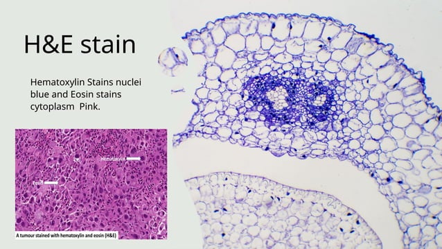 stains used in light microscopy (4).pptx