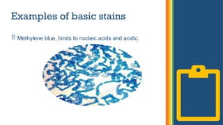 Stains Used in Microbiology for diagnosis of clinical samples | PPT