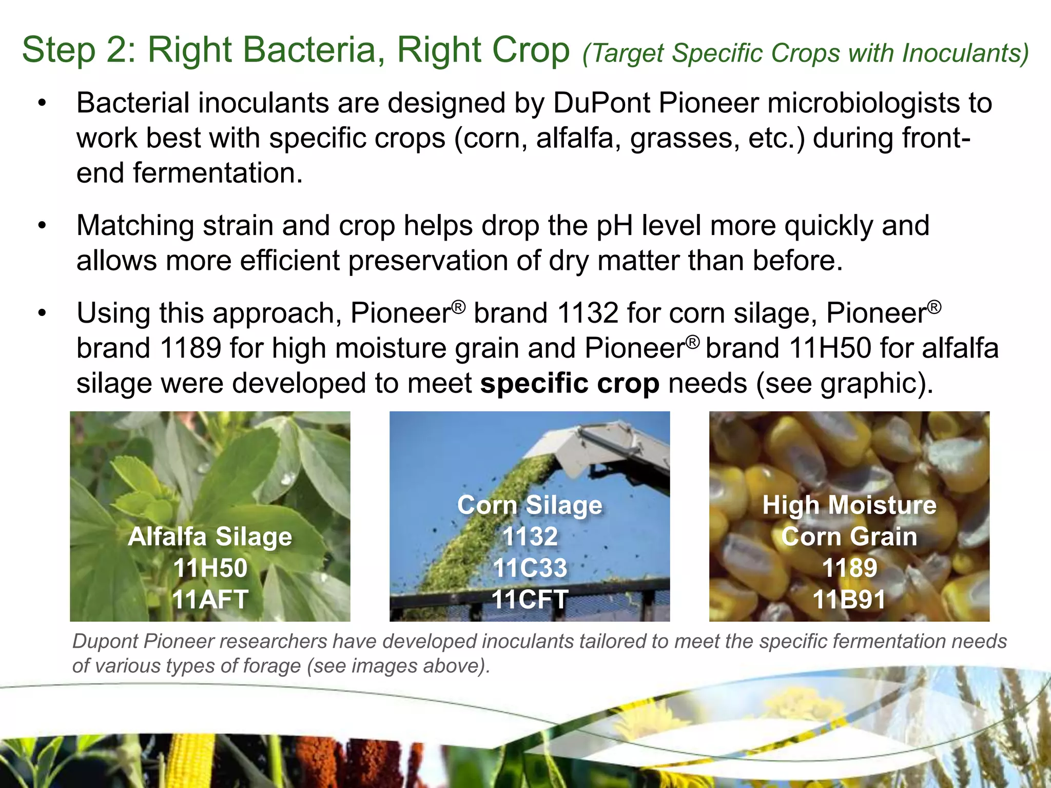 Stair Steps to Quality Silage: Pioneer Inoculant Development | PPT