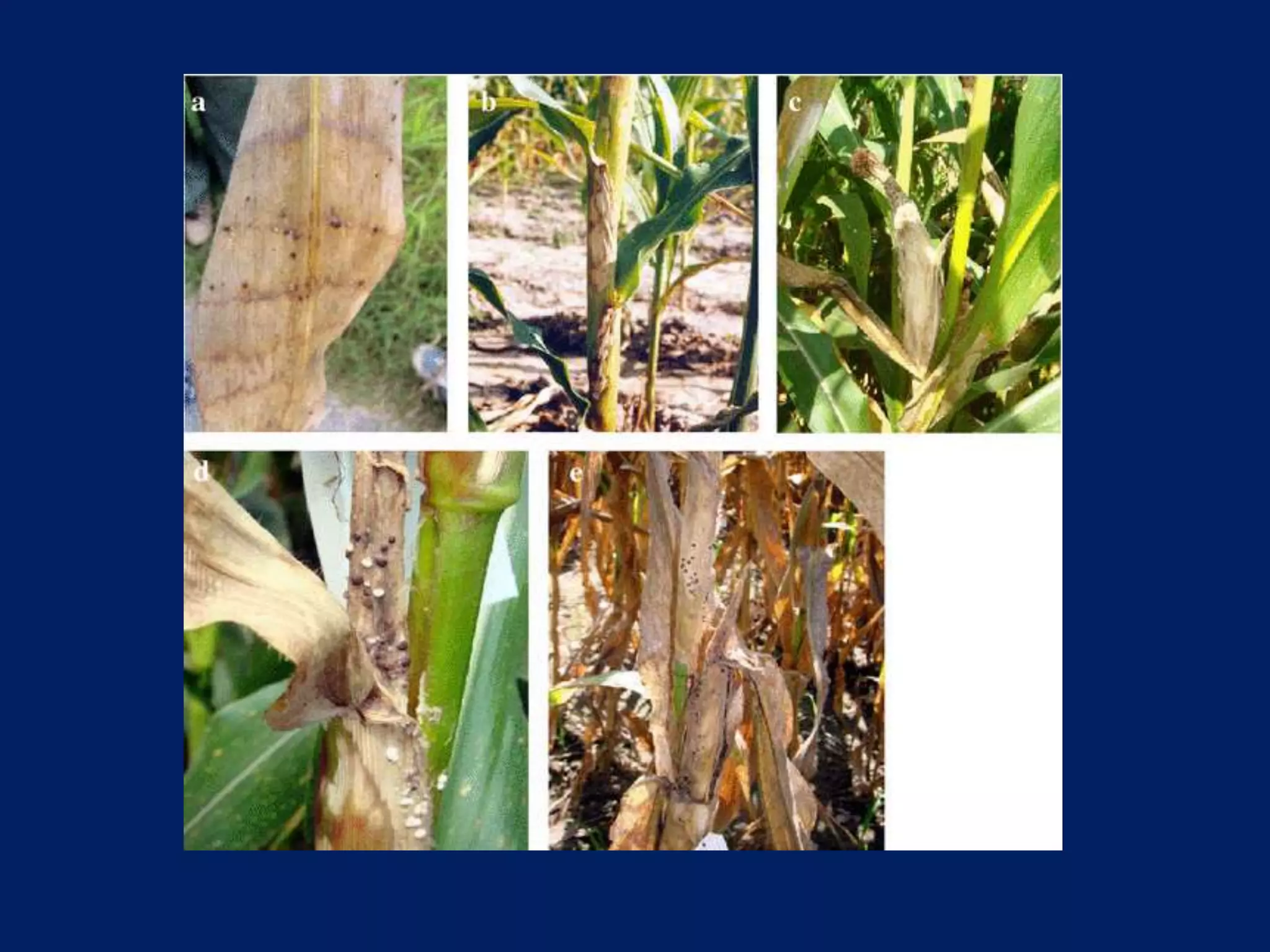 Maize diseases | PPTX