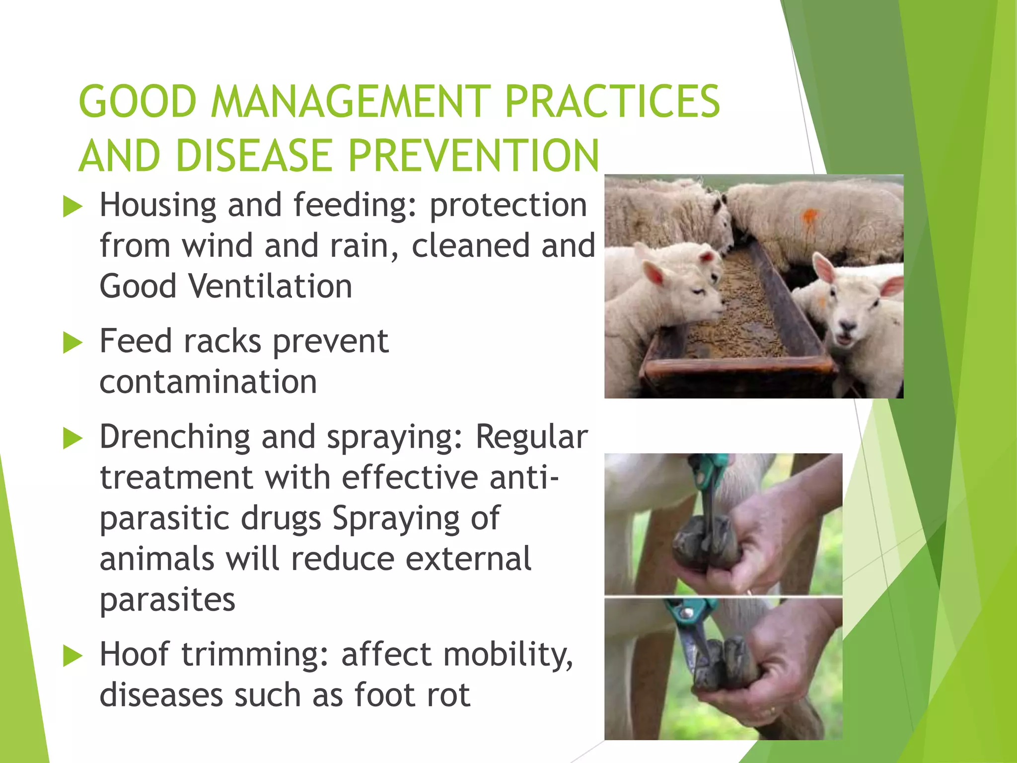 Stall fed sheep and goat rearing and its management | PPTX