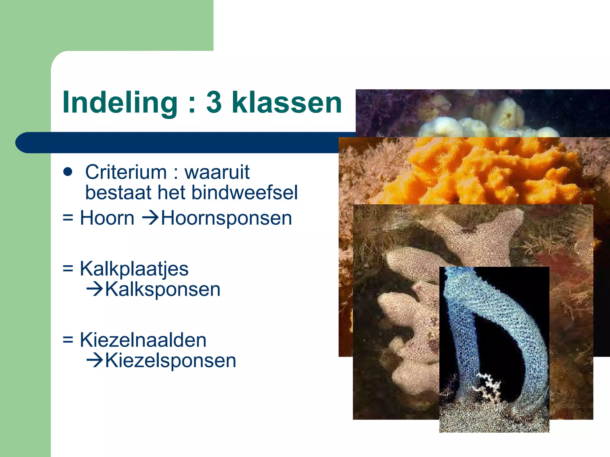 Biologie: De sponsen | PPT