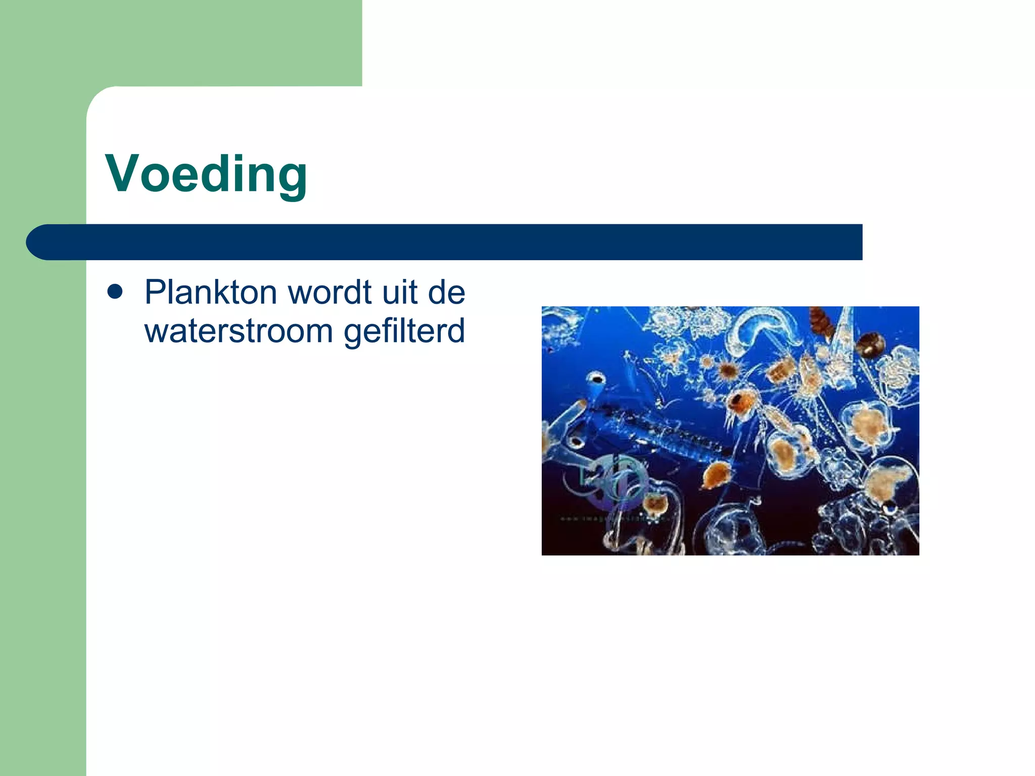 Biologie: De sponsen | PPT