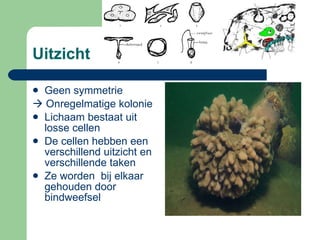 Biologie: De sponsen | PPT