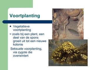 Biologie: De sponsen | PPT