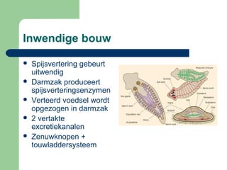 Biologie: De platwormen | PPT