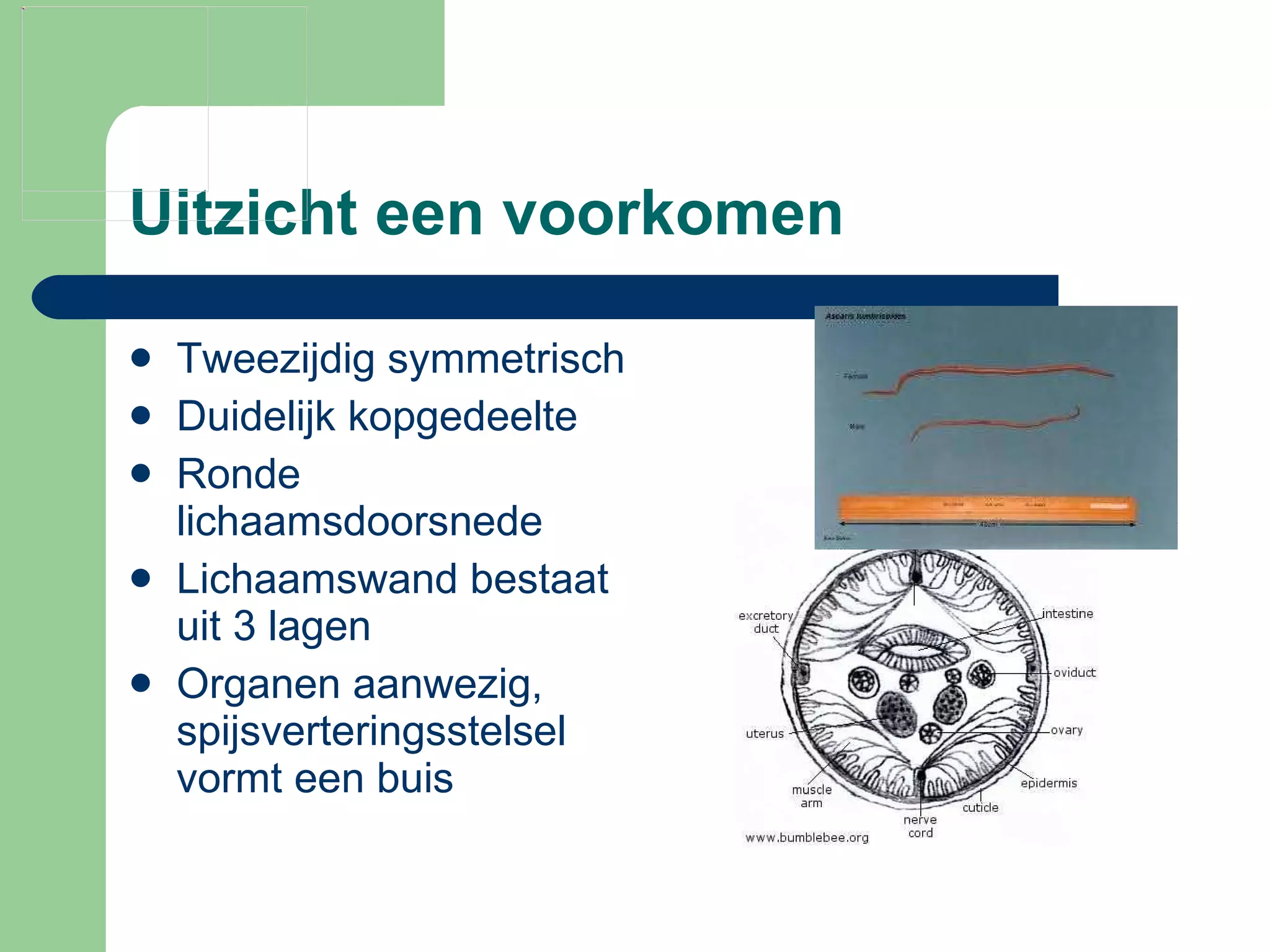 Biologie: De ronde wormen | PPT