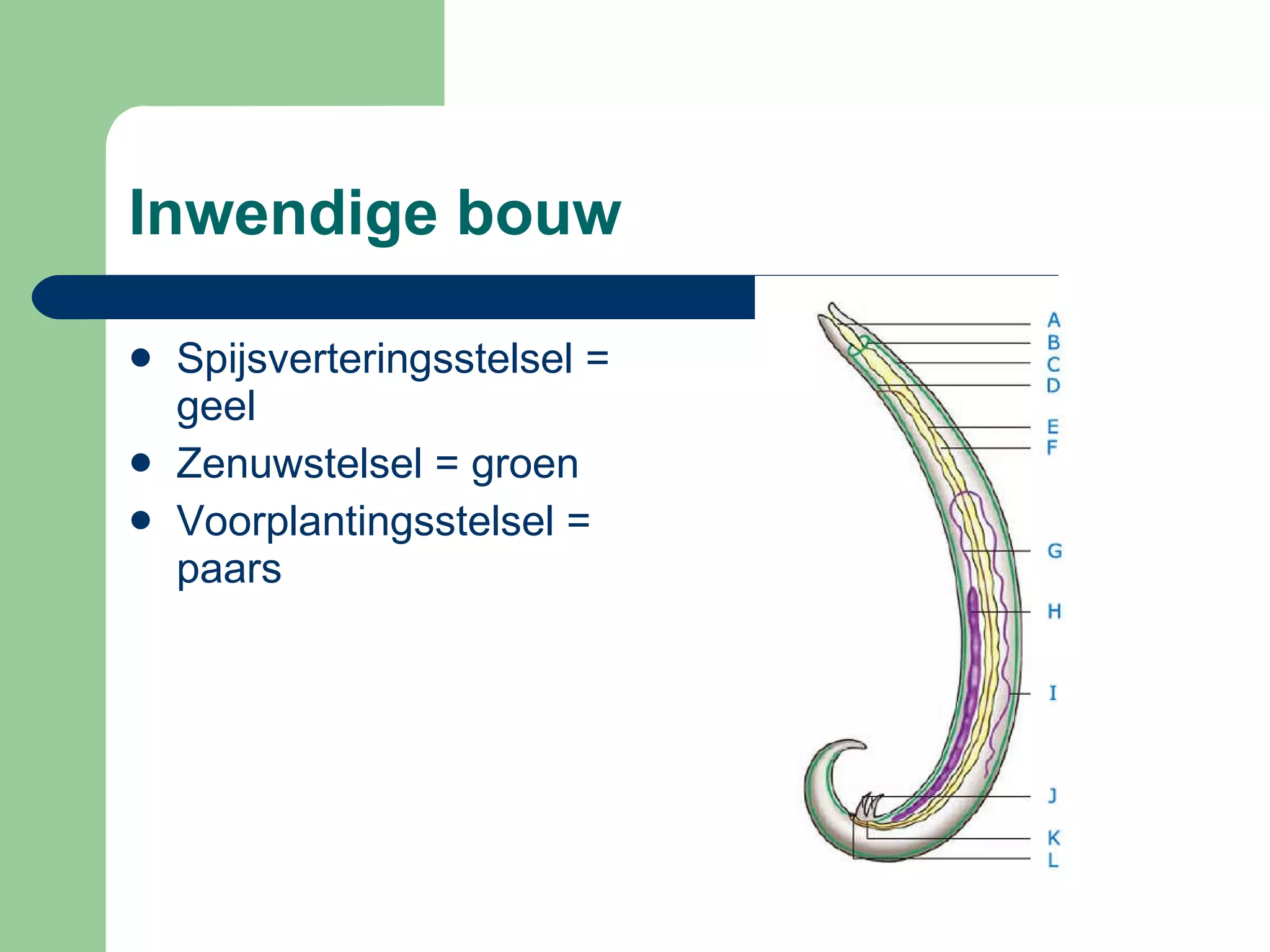 Biologie: De ronde wormen | PPT
