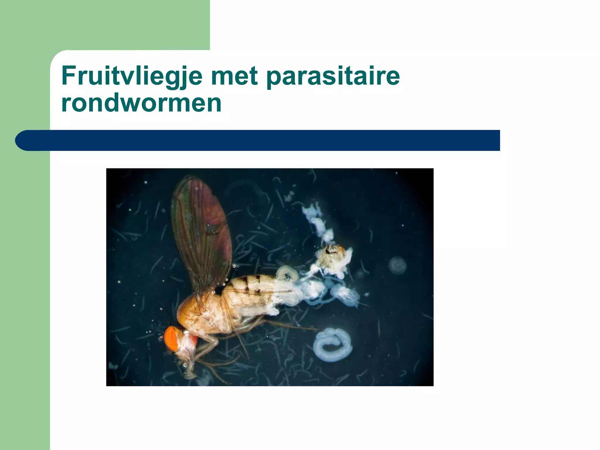 Biologie: De ronde wormen | PPT