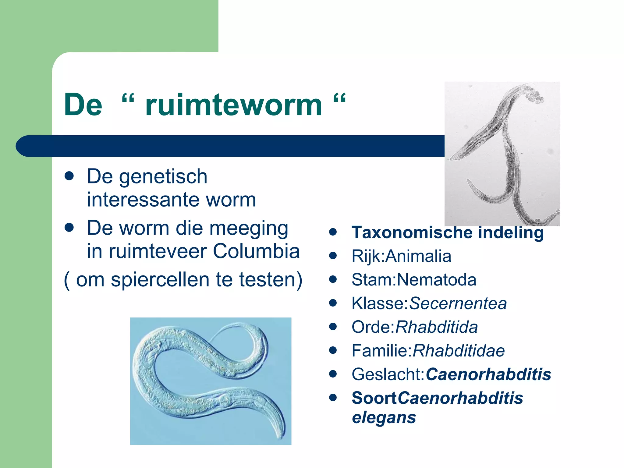 Biologie: De ronde wormen | PPT