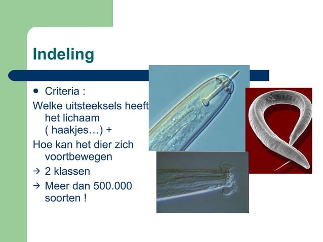 Biologie: De ronde wormen | PPT