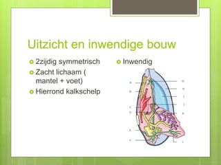 Biologie: De weekdieren | PPTX