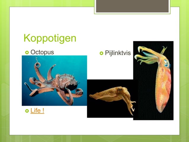 Biologie: De weekdieren | PPTX