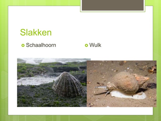 Biologie: De weekdieren | PPTX