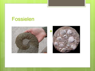 Biologie: De weekdieren | PPTX