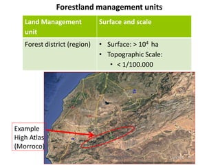 Forest Diagnosis: Stand, forest, stand typing | PDF