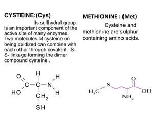 Standard amino acids | PPTX