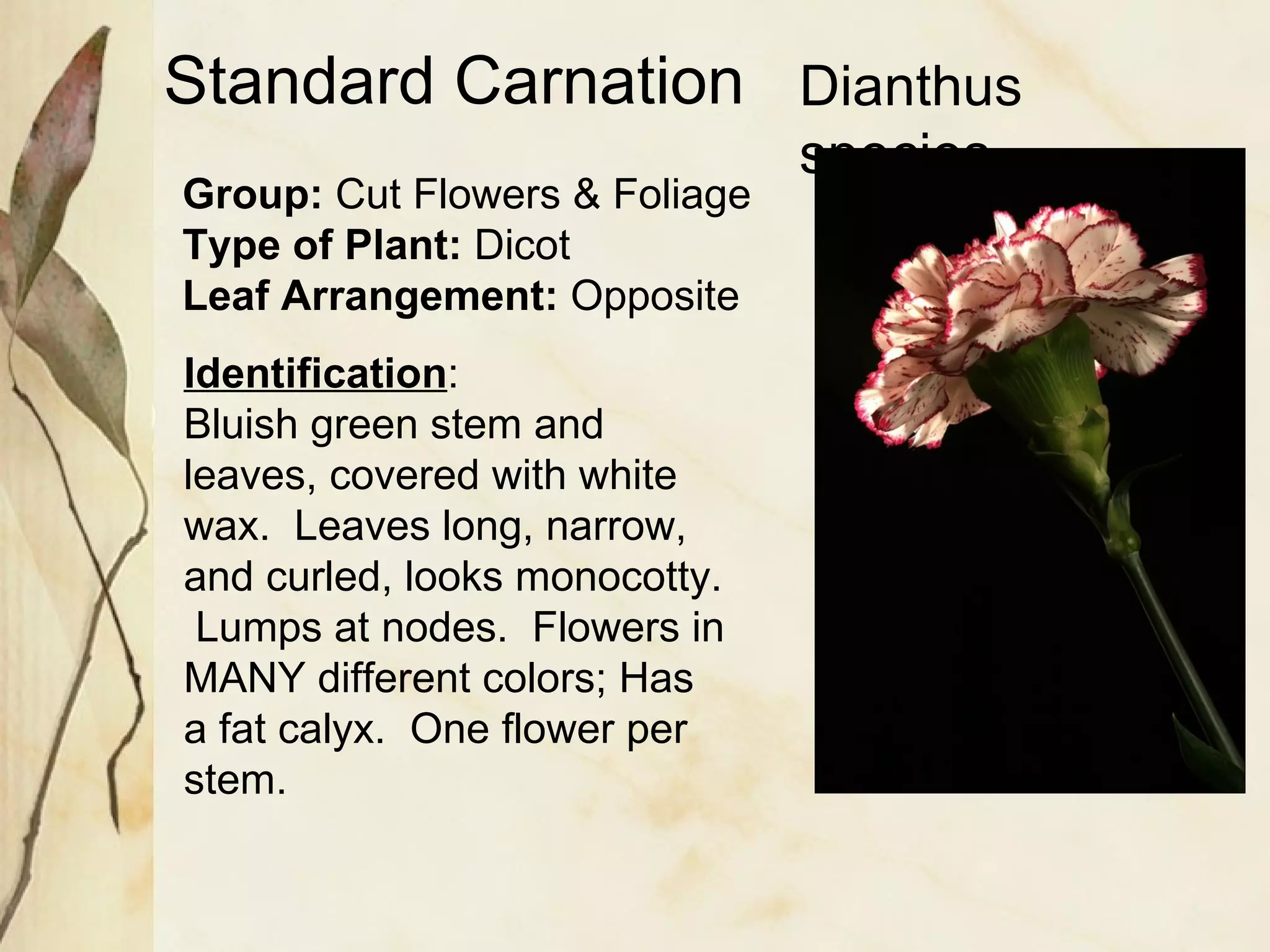 Standard carnation show | PPT