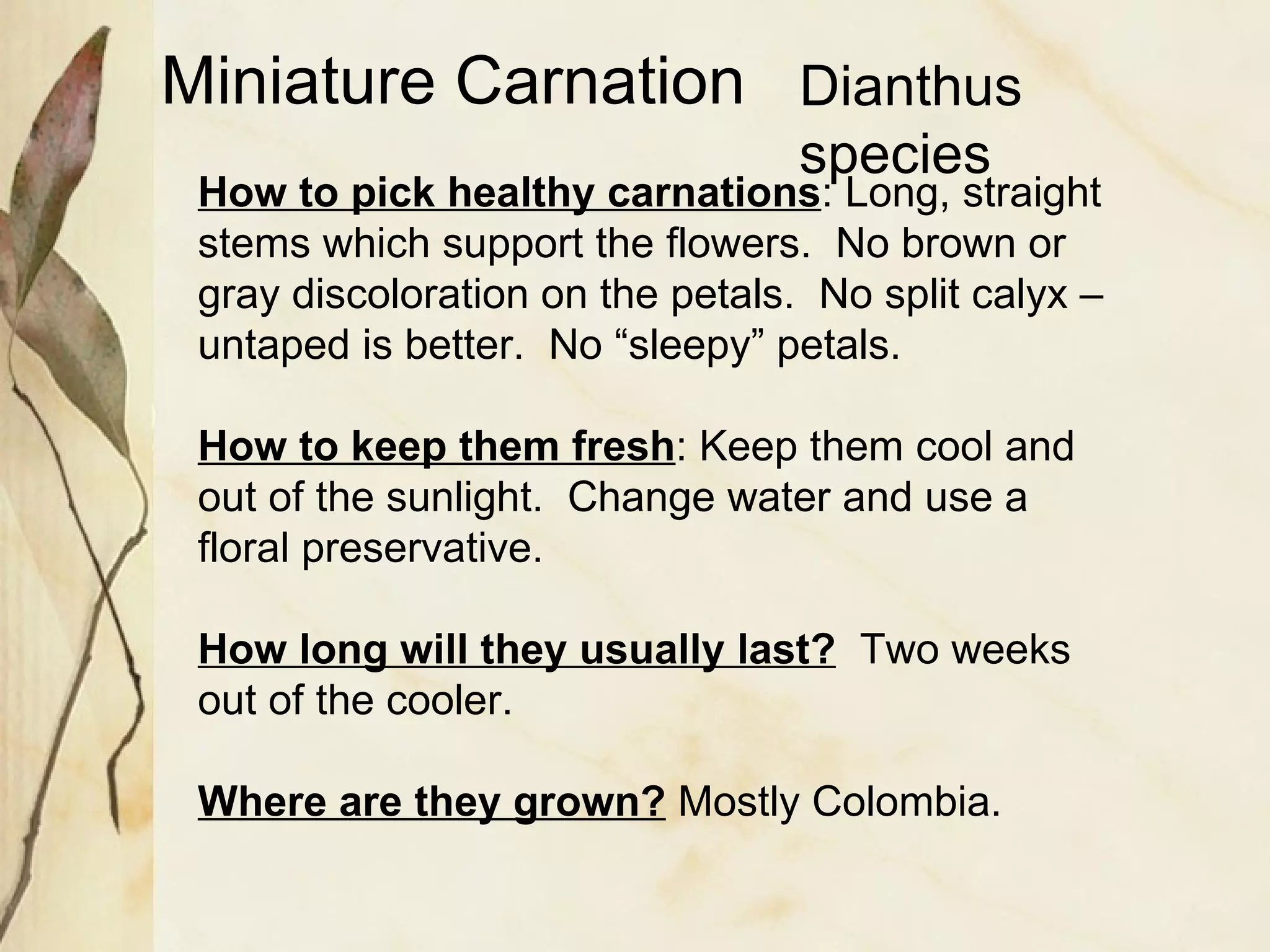 Standard carnation show | PPT