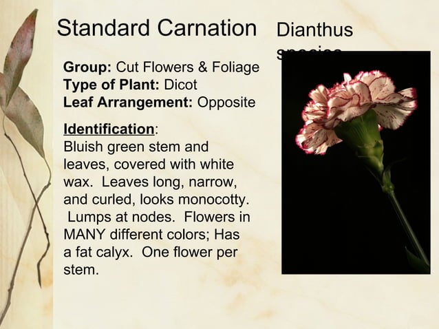 Standard carnation show | PPT