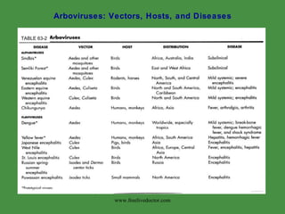 Standard (+) Rna Virus | PPT