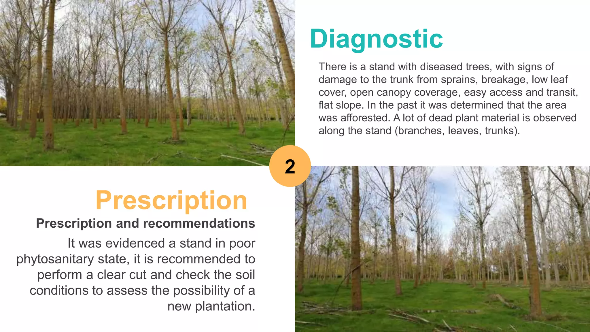 Forest Stand Typing | PPTX | Gardening | Home & Garden