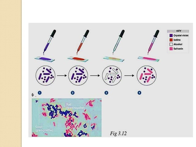 staning techniques (lect 5 )gram stain.pdf