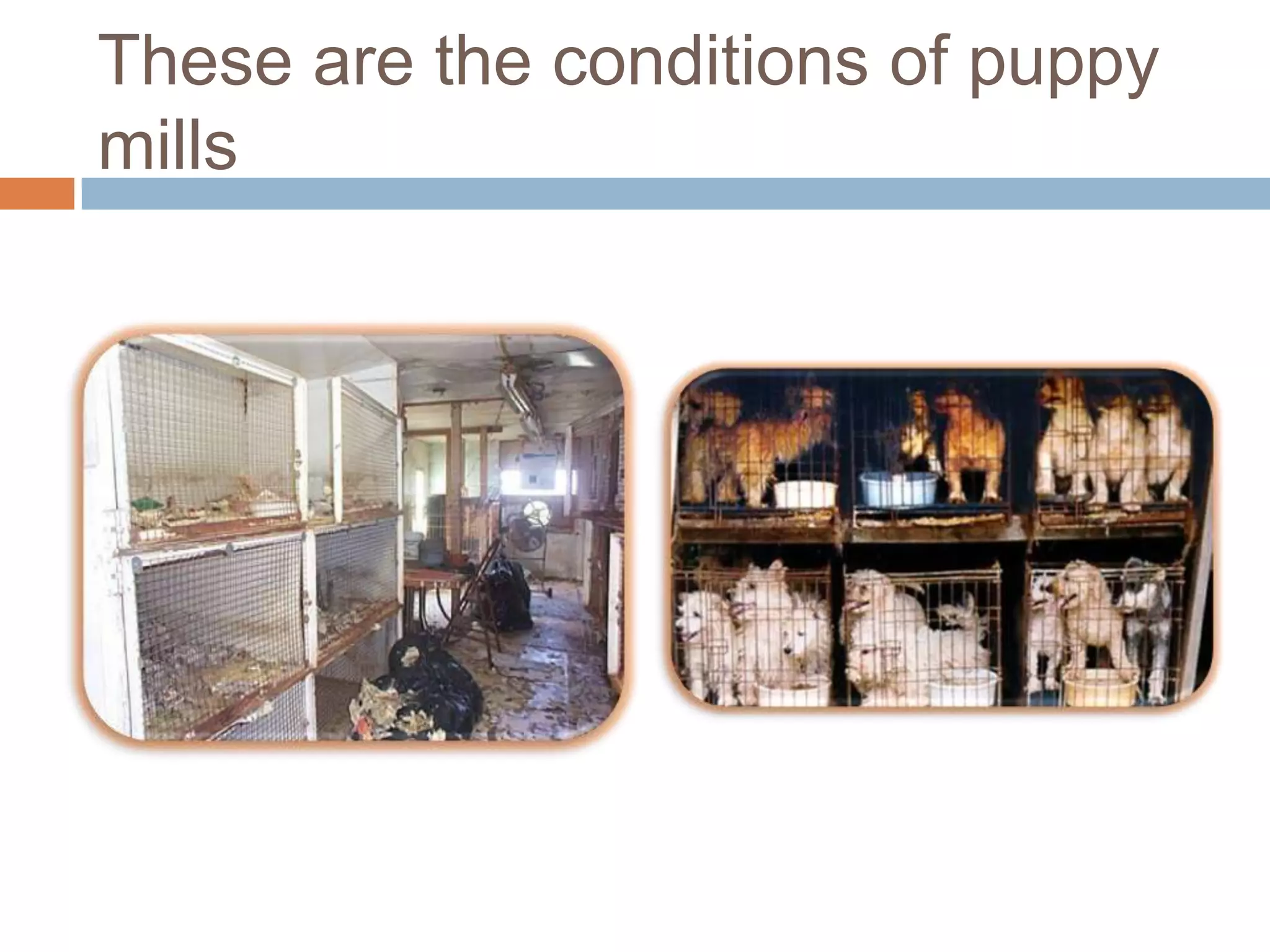 Stanis jennifer powerpoint_project | PPTX