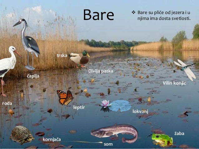 Станишта и животне заједнице