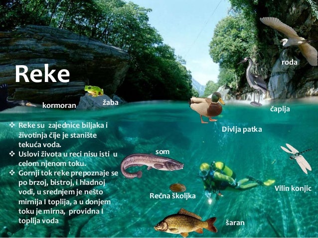 Станишта и животне заједнице