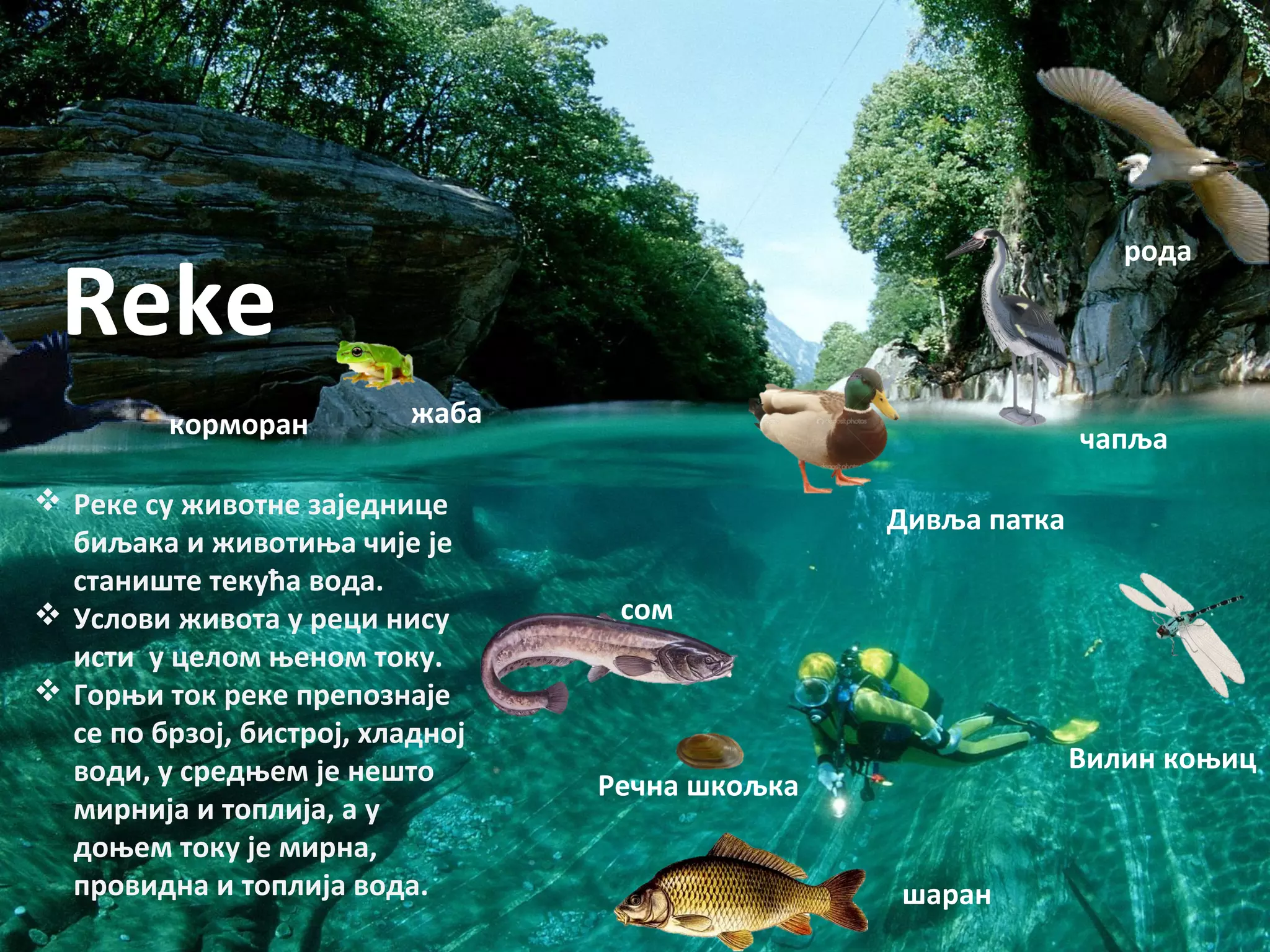 Staništa i životne zajednice | PPS