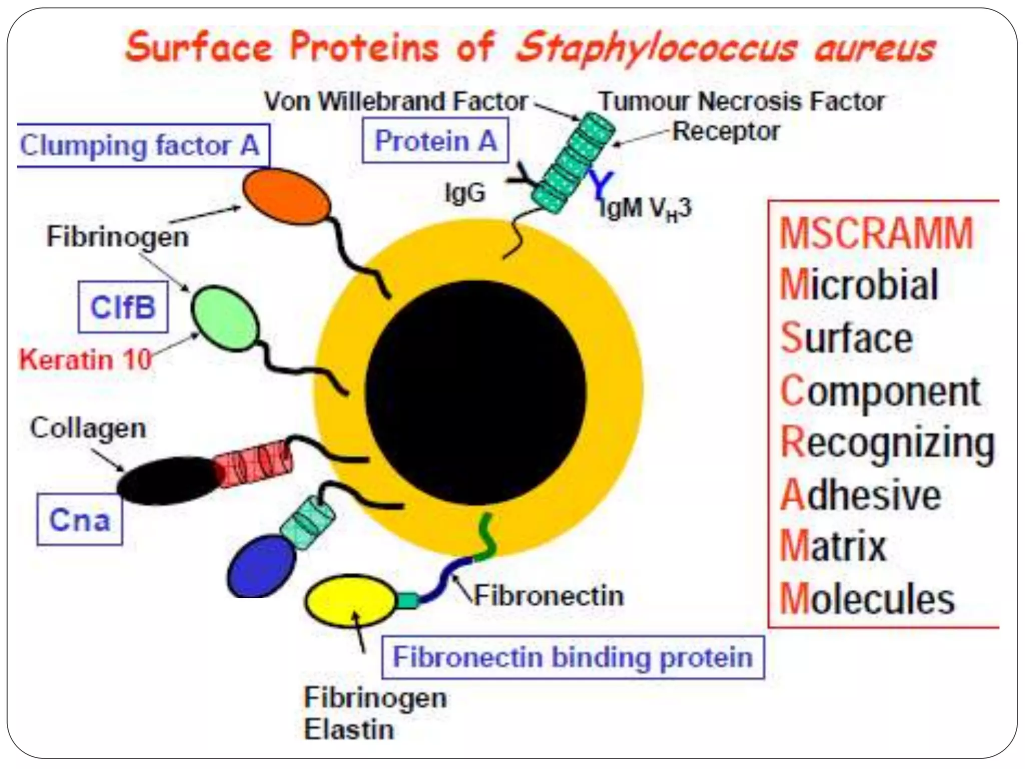 Staphylococcus aureus Virulence Factores | PPTX