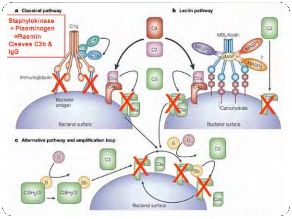 Staphylococcus Aureus Virulence Factores