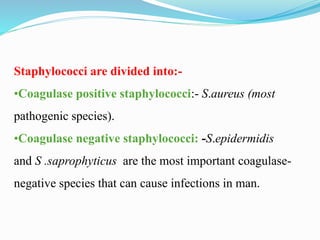 staph.pptx | Infectious Diseases | Diseases and Conditions