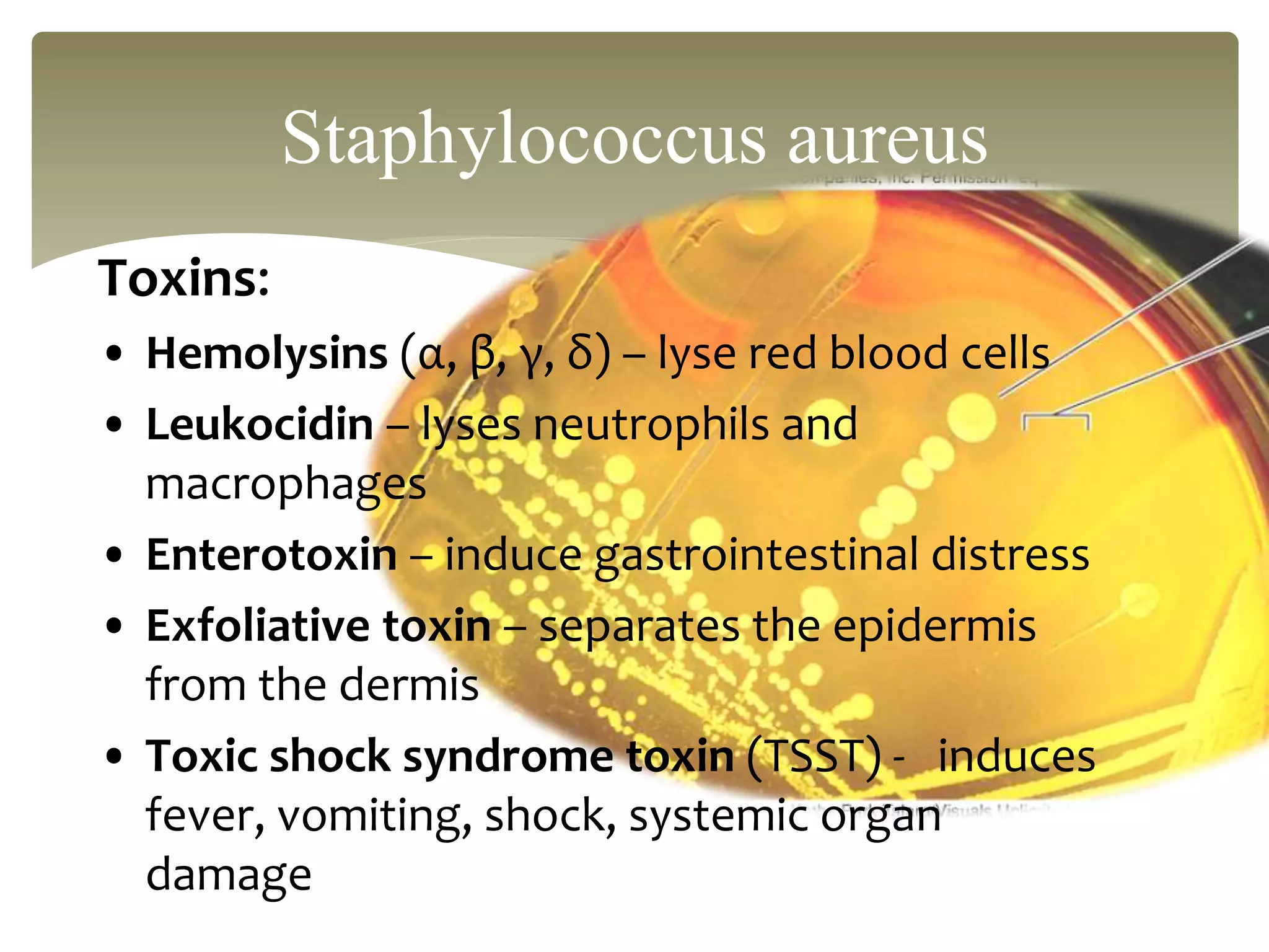 Staphylococcal Infections | PPTX