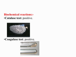 staph, anthrax& strept.pptx | Infectious Diseases | Diseases and Conditions